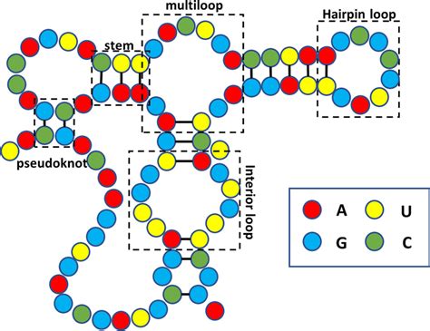 Rna Secondary Structure The Red Yellow Blue And Green Spheres Download Scientific Diagram