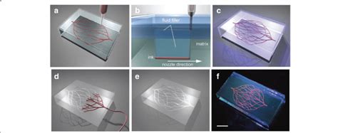Schematic Diagram Of Omnidirectional Printing Of 3d Microvascular