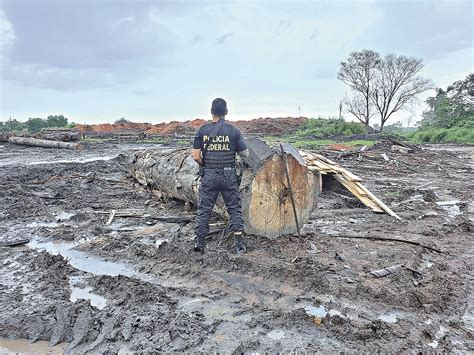 Polícia Federal de Altamira apreende madeira ilegal Correio de Carajás