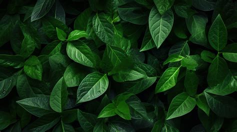 Dark Green Leaf Texture A Natural Background Plant Texture Plant Background Leaf Texture