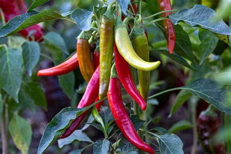 Cayenne Pepper Maturity Red Hot Cayenne Pepper Seed