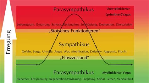 Polyvagaltheorie Reaktionen auf Nahrungsmittel erklärt YouTube