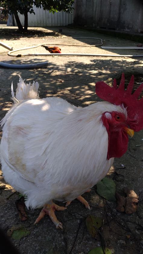 Chicken Album On Imgur