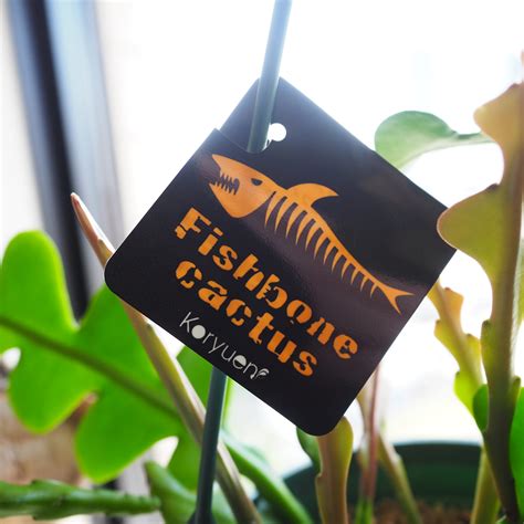 【トゲのないサボテン】フィッシュボーンカクタス【観葉植物】 植物属インテリア科