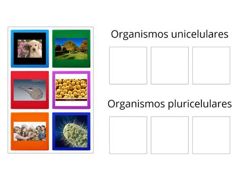 Organismos Unicelulares Y Pluricelulares Group Sort