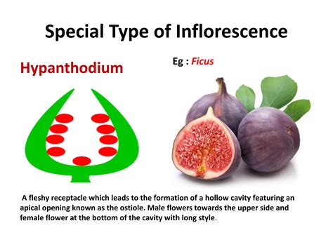 Ty Inflorescence Types And Special Structure Pdf