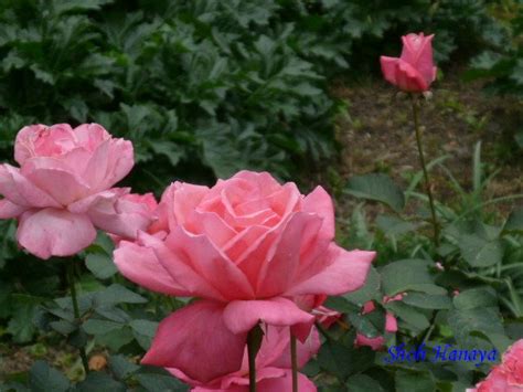 日比谷公園の秋バラ 桜から四季の花まで江戸東京散歩日記