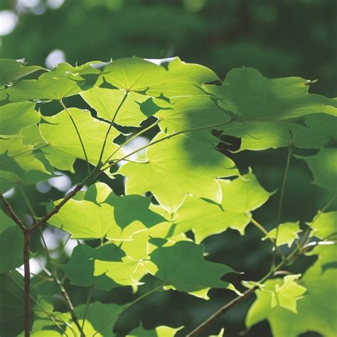森の樹木図鑑 イタヤカエデ きこりんの森