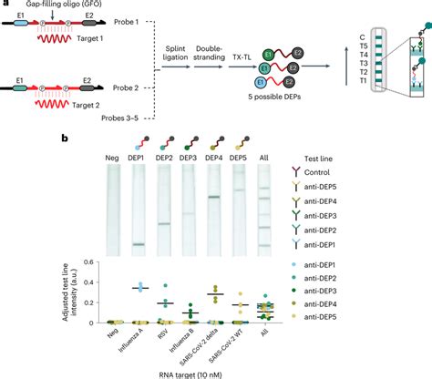 Multiplexed Detection Of Synthetic Rna Targets Representing Five Download Scientific Diagram