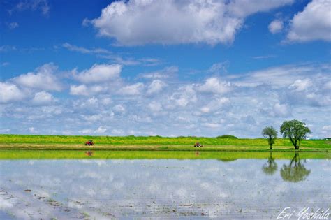 雨上がりの朝 by 吉田 絵理 ID11727326 写真共有サイト PHOTOHITO