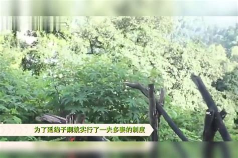 尼泊尔的“一妻多夫”家庭，晚上如何分配？真相让人开眼尼泊尔家庭真相