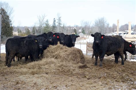 Breeding Otter Creek Farms
