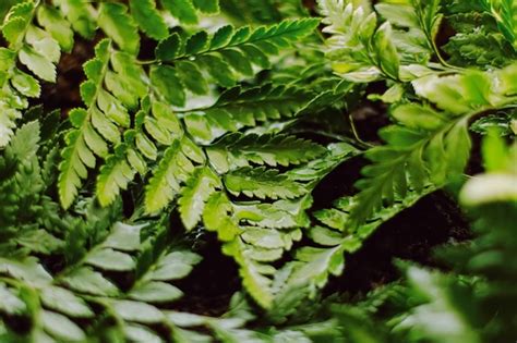 Tropikalna Roślina Pozostawia W Ogrodzie Jako Tło Botaniczne I środowisko Naturalne Zdjęcie