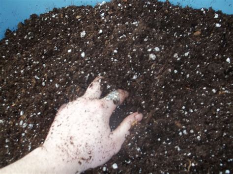 Start Your Seeds Indoors Urbantomato