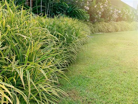 Aztec Grass Sammys Plant World