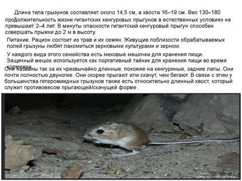 Кенгуровый прыгун Морро - презентация онлайн