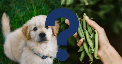 Can Dogs Eat Peas A Vets Opinion Vetnoms