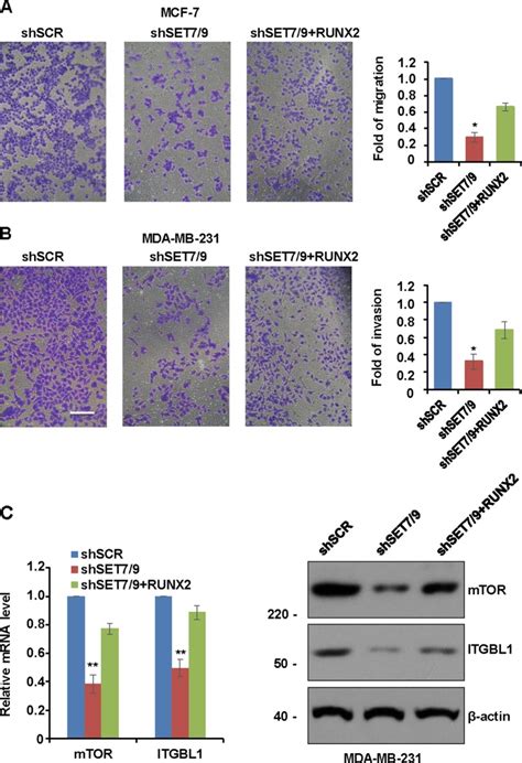 Set7 9 Promotes Multiple Malignant Processes In Breast Cancer