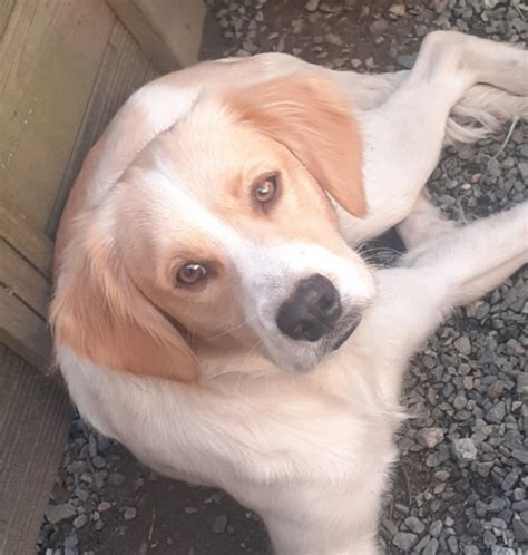 Aiko Croisé Cocker épagneul 2 Ans • Association Galia