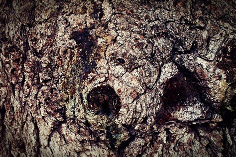 Cortex Wood Tree Bark Free Photo On Pixabay