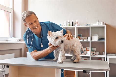 Should I Treat My Dog For Cancer