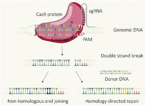 Crispr Cas9 Rnp