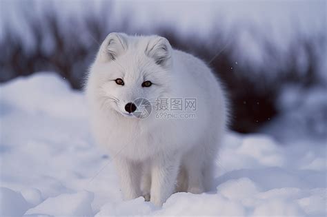 北极狐特写拍摄图高清图片下载 正版图片600109308 摄图网