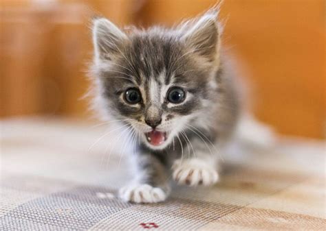 Cute And Fierce Fuzzy Kitty Love Meow