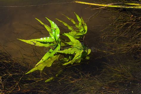 Aquatic Plants Freshwater Algae Background Photographer S Shadow