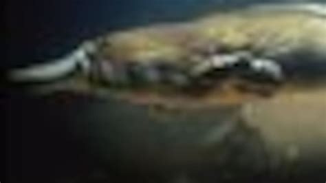 What The Platypus Sexual Evolution Can Tell Us About Our Own Nz Herald