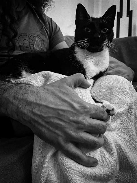 Couch Snuggles Rmanhandspets