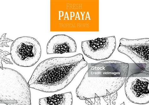 파파야 과일 손으로 그린 스케치 디자인 벡터 그림입니다 디자인 패키지 브로셔 일러스트레이션 포장 설계 손으로 그린 파파야 과일 디자인 템플릿 유기농 신선한 음식 벡터