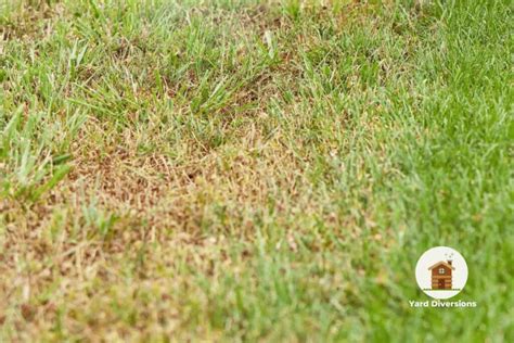 Power Through Winter How Does Crabgrass Fare In The Chill Yard