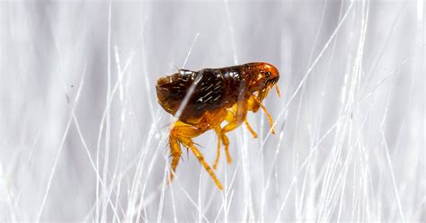 Download Animal Fur With Flea Wallpaper | Wallpapers.com