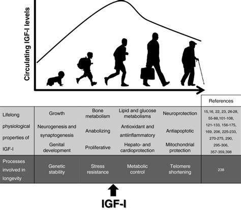 Lifelong Beneficial Properties Of Igf I Evolution Of Igf I Circulating