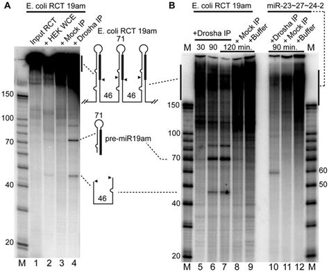 In Vitro Drosha Processing Of Mirna Rolling Circle Transcripts Rct Download Scientific