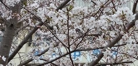 満開の桜に無情の雨 山への情熱 音楽への愛 楽天ブログ