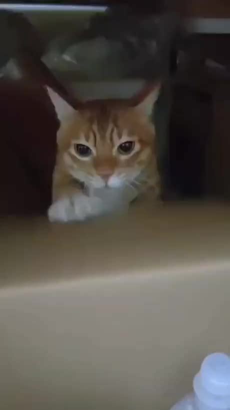 The Hardest Cat Worker I Know Album On Imgur