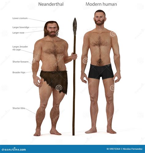 Neanderthal Vs Modern Human Stock Illustration Illustration Of Spear Evolution 59072364