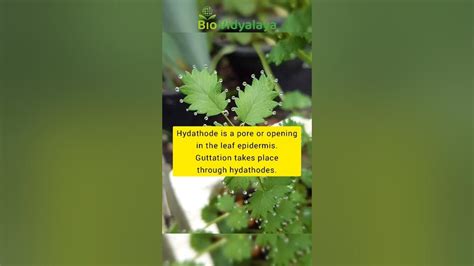 What Is Hydathode Shorts Lifescience Youtube