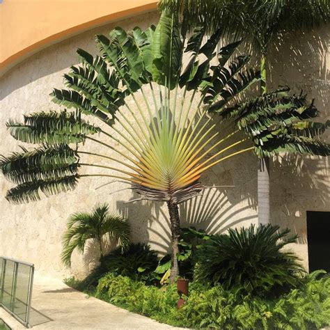 Small Palm Plants Landscape Diy Palm Tree Pruning Mistakes That Could