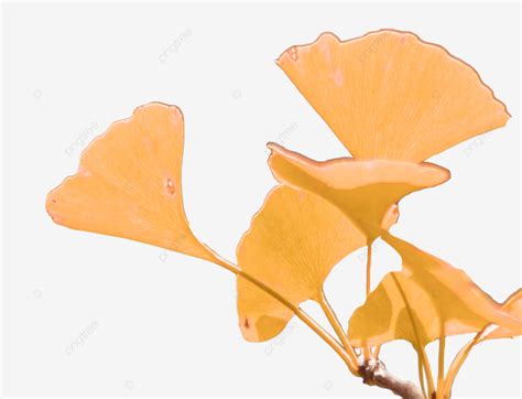 Ginkgo Biloba Yellow Leaves Autumn Golden Ginkgo Biloba Yellow Leaf