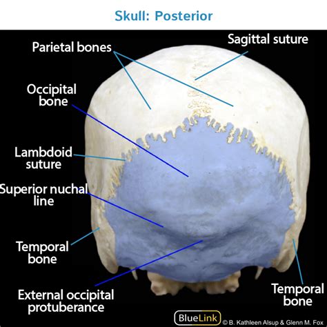 Gross Anatomy Glossary Skull Photos Ditki Medical And Biological