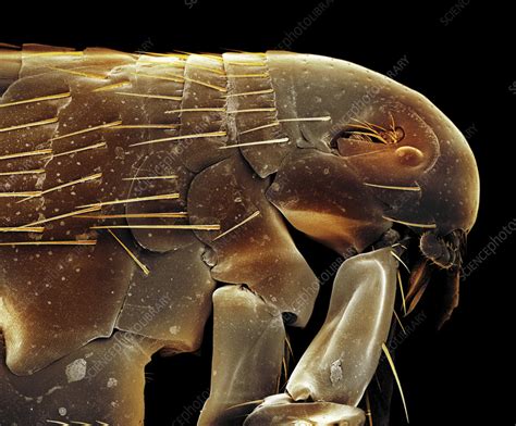Dog Flea Sem Stock Image C0578633 Science Photo Library