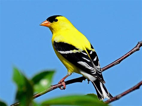 American Goldfinch