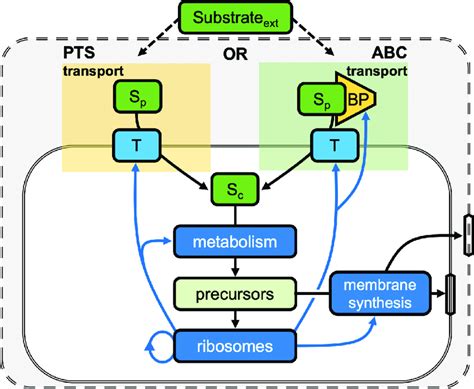 A Simple Metabolic Model Tracks The Utilization Of A Generic Nutrient Download Scientific