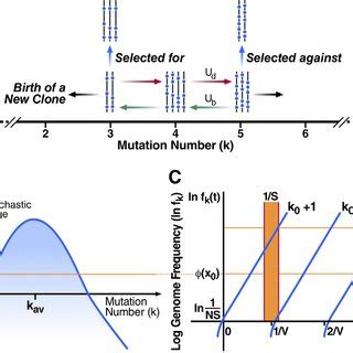 Mechanism Of Asexual Adaptation When Selection Coefficient S Varies Download Scientific Diagram