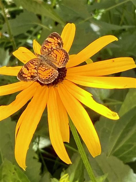 Butterfly 1 Photograph By Ronni Dewey Fine Art America