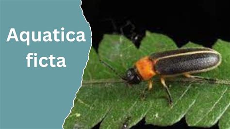 25 Types Of Firefly Identification Habitat Behaviour And Diet