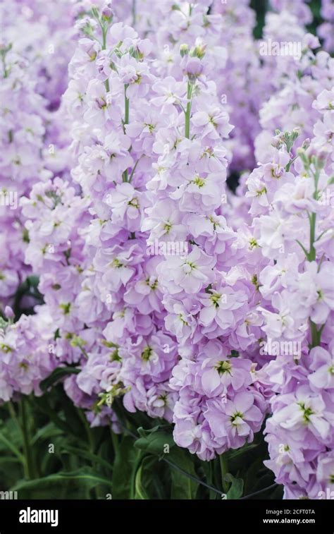 Matthiola Incana Flower Stock Flowers Cut Flowers In Nursery Full